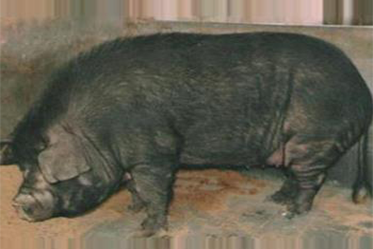 Indigenous Pig Breeds - PVNRTVU SHIKSHANA